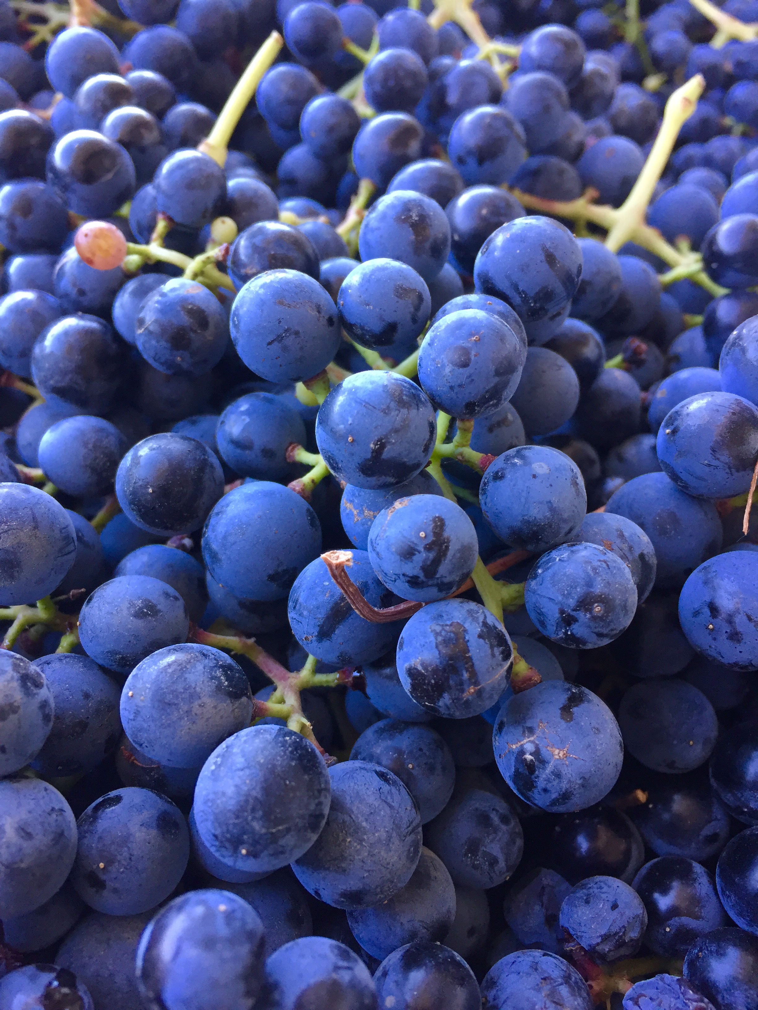 Three Rivers Winery - Walla Walla Wine Country