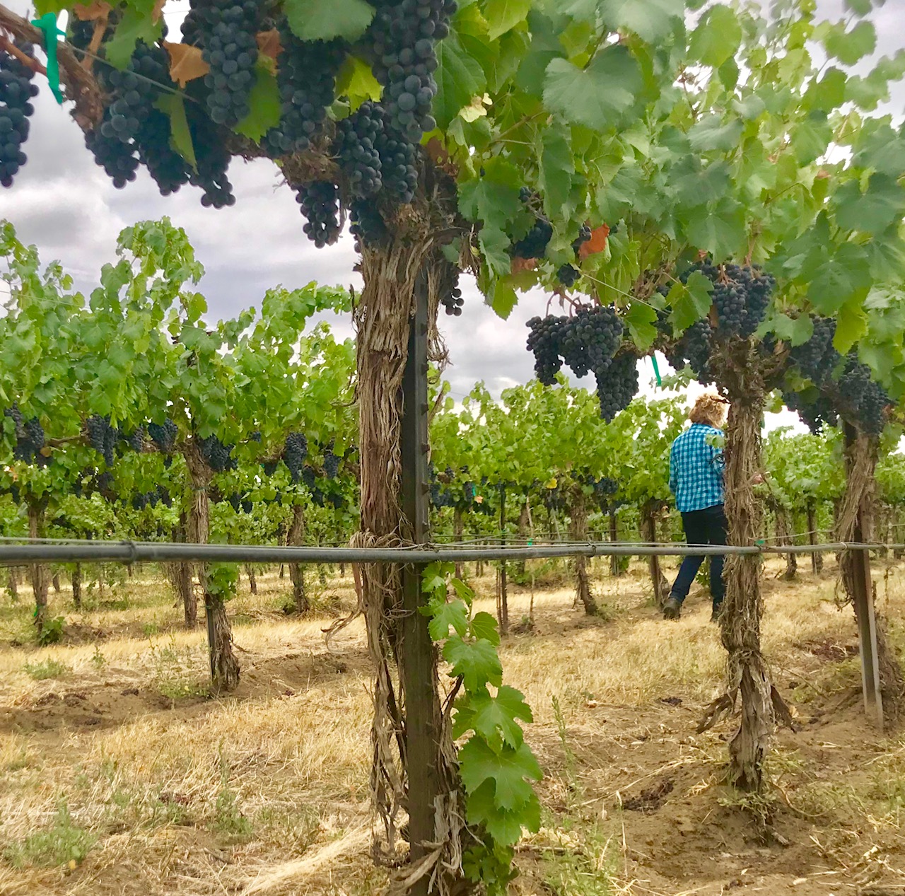 Three Rivers Winery - Walla Walla Wine Country